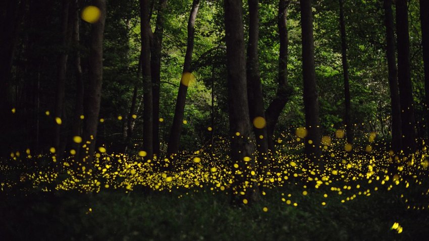 LA LUCCIOLA, LA MAGIA DI QUESTO STRAORDINARIO INSETTO