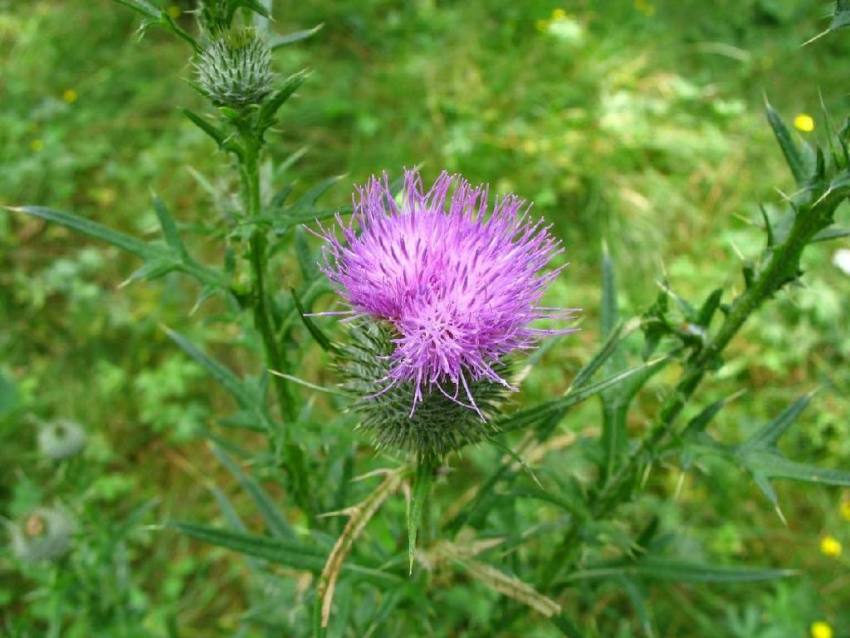 IL CARDO O CARDUUS [CONSIGLI, USI E CURE]