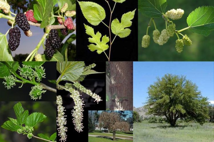 IL GELSO, COLTIVAZIONE E CURA