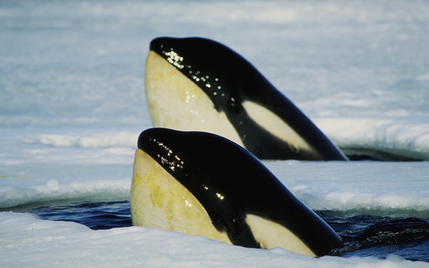 L'ORCA O BALENA ASSASSINA CARATTERISTICHE E CURIOSITÀ (FOTO BELLISSIME)
