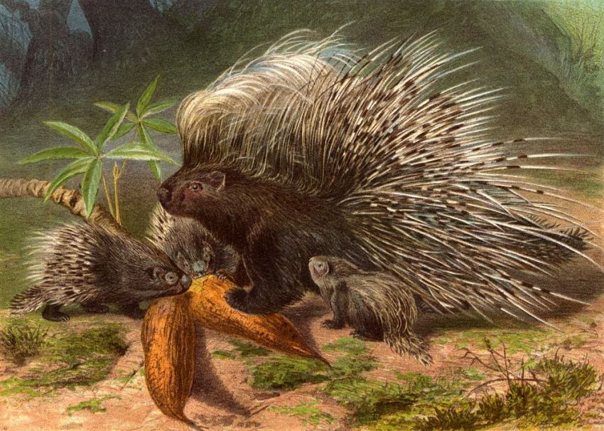 L'ISTRICE O PORCOSPINO
