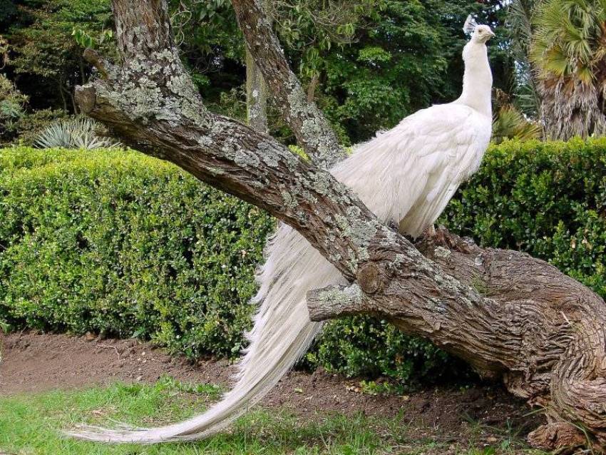 IL PAVONE O PAVONE BLU [ALLEVAMENTO, SCHEDA E FOTO]