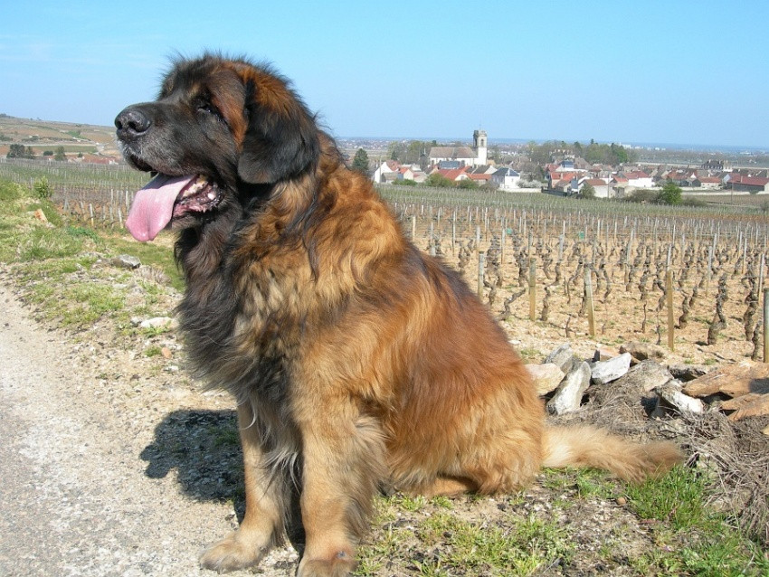 IL LEONBERGER, CANE DI TAGLIA GRANDE: CARATTERISTICHE E QUALITÁ (FOTO)