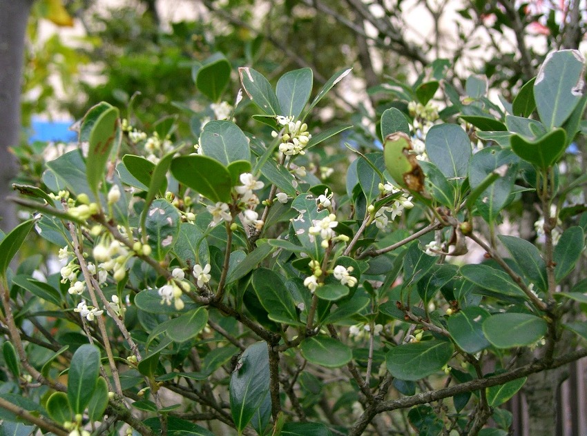 OSMANTO ODOROSO, OSMANTHUS FRAGRANS: CARATTERISTICHE E SCHEDA [FOTO]