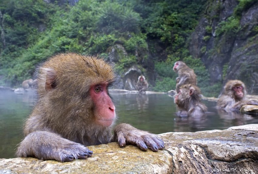 IL MACACO GIAPPONESE: MACACA FUSCATA [CURIOSITÀ, FOTO E VIDEO]