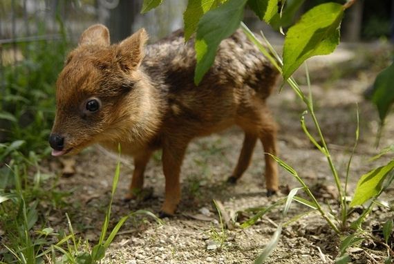 Pudu puda: il cervo più piccolo del mondo