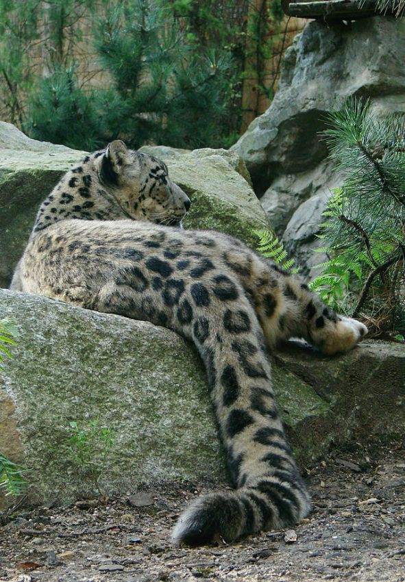 IL LEOPARDO DELLE NEVI, UN GRANDE FELINO DA PROTEGGERE