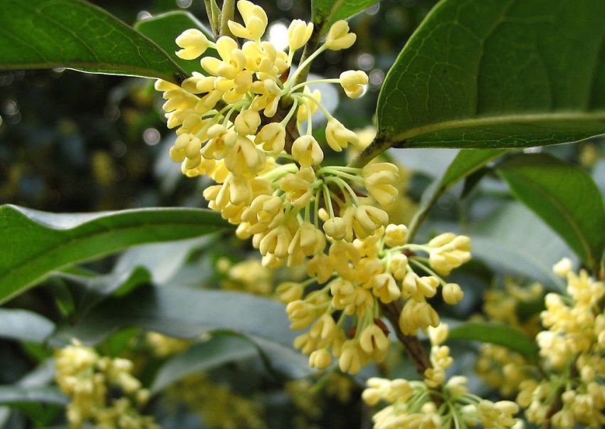 OSMANTO ODOROSO, OSMANTHUS FRAGRANS: CARATTERISTICHE E SCHEDA [FOTO]