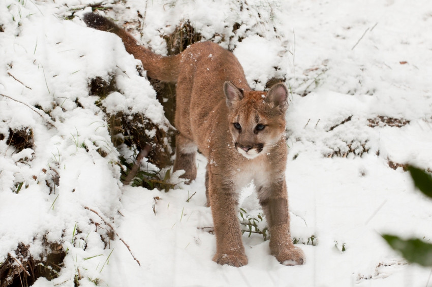 IL PUMA O COGUARO O LEONE DI MONTAGNA [CURIOSITÀ, FOTO E VIDEO]