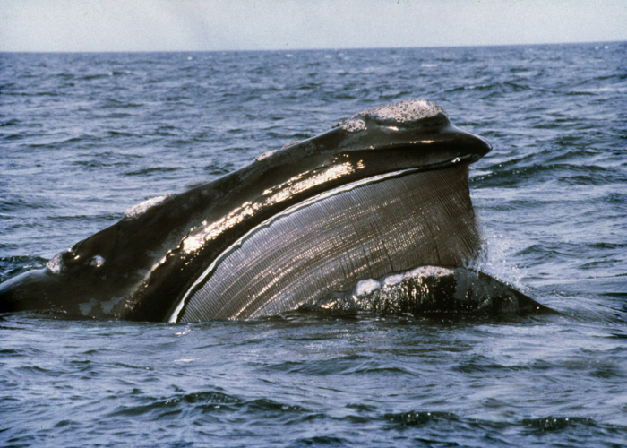 LE BALENE: FOTO, VIDEO, INFO E CURIOSITÀ