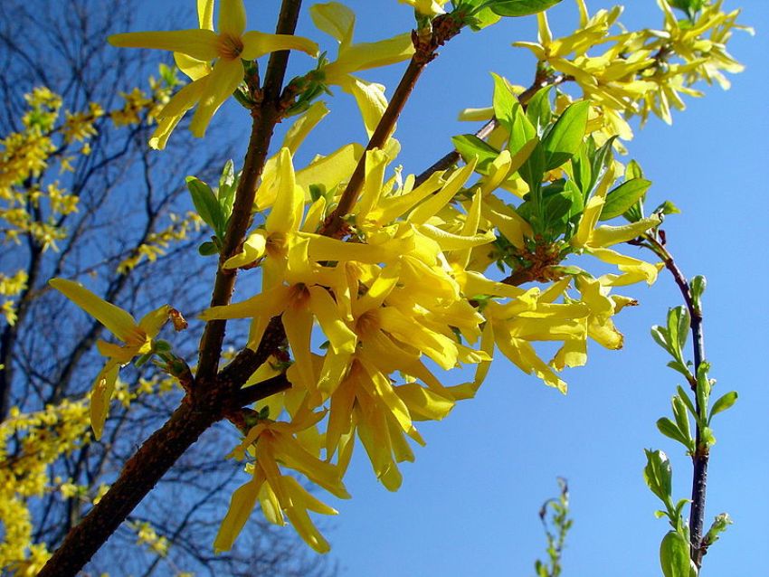 ARBUSTI: LA FORSYTHIA O FORSIZIA