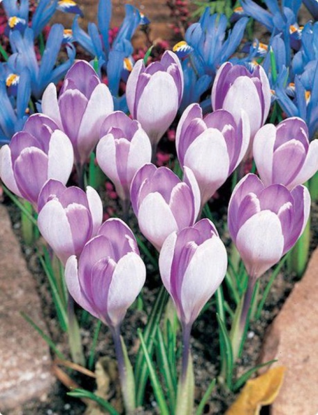 CROCUS, IL FIORE A FORMA DI COPPA