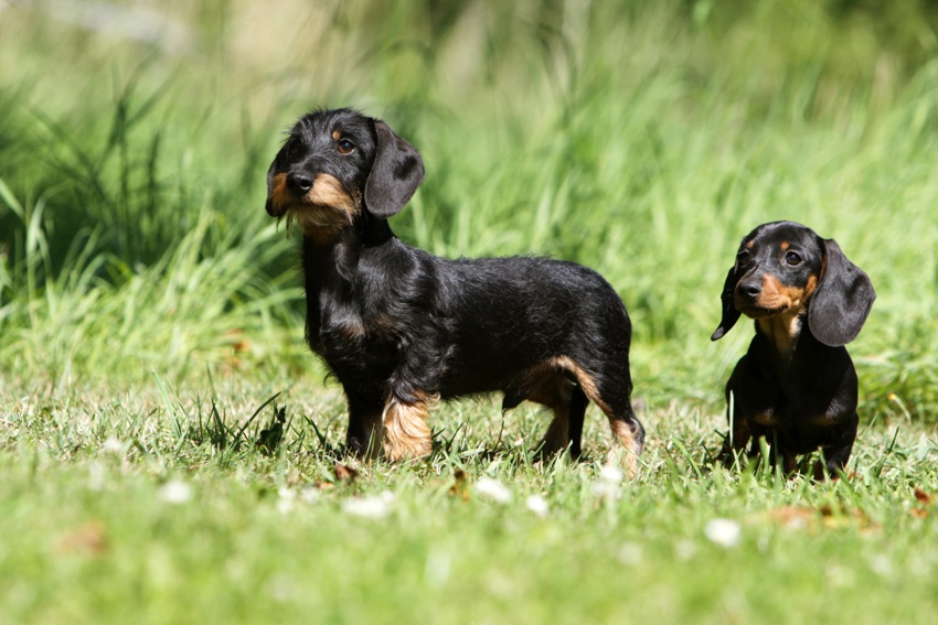 IL CANE BASSOTTO: CARATTERISTICHE E QUALITÁ (FOTO)