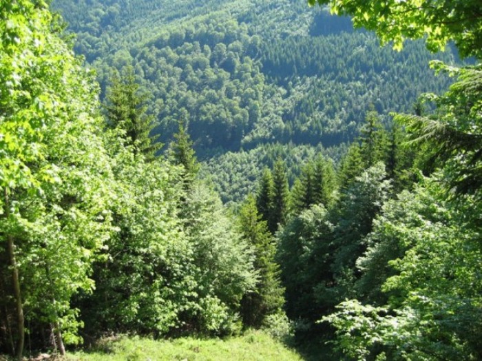 LA FORESTA NERA IN GERMANIA