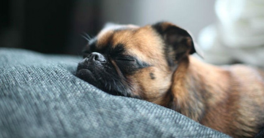 ANIMALI CHE DORMONO: LE FOTO PIU' BELLE E DIVERTENTI