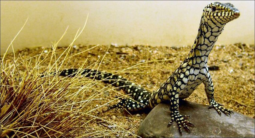 IL VARANO GIGANTE, IL PIÙ GRANDE DELL'AUSTRALIA