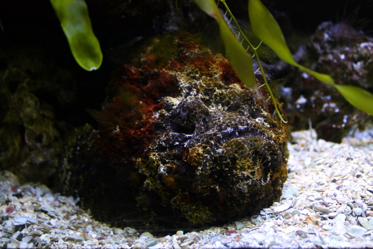 IL PESCE PIETRA O SYNANCEIA VERRUCOSA