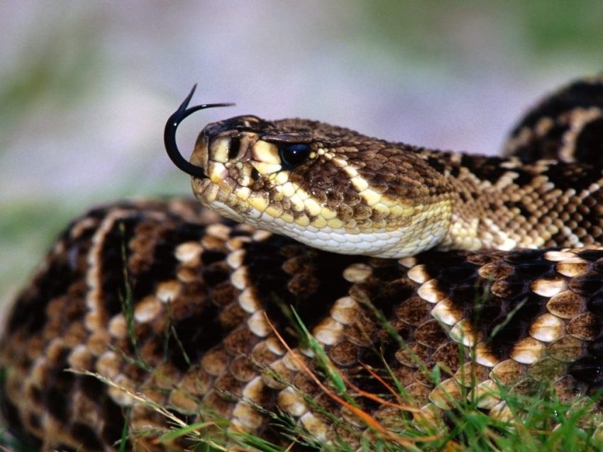 LA VIPERA DI RUSSEL, IL SERPENTE PIÙ LETALE AL MONDO