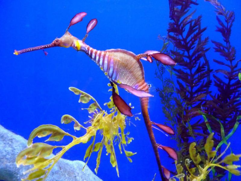 IL CAVALLUCCIO MARINO O HIPPOCAMPUS [TUTTE LE SPECIE, INFO, FOTO E VIDEO]