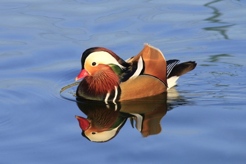 ANATRA MANDARINO, AIX GALERICULATA [CURIOSITÀ, FOTO E VIDEO]