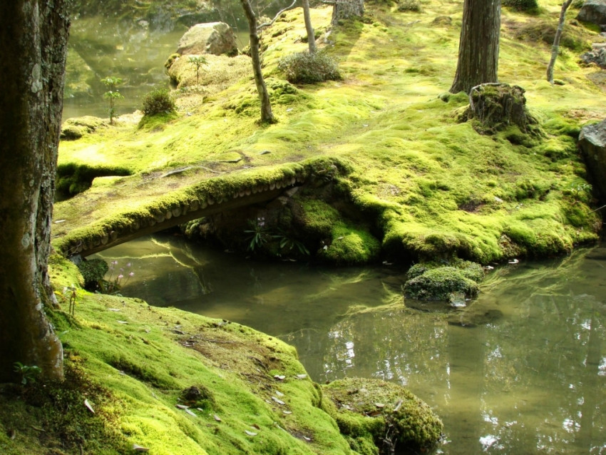 IL MUSCHIO, TUTTE LE SPECIE: RIPRODUZIONE, CURIOSITA' E CARATTERISTICHE ...