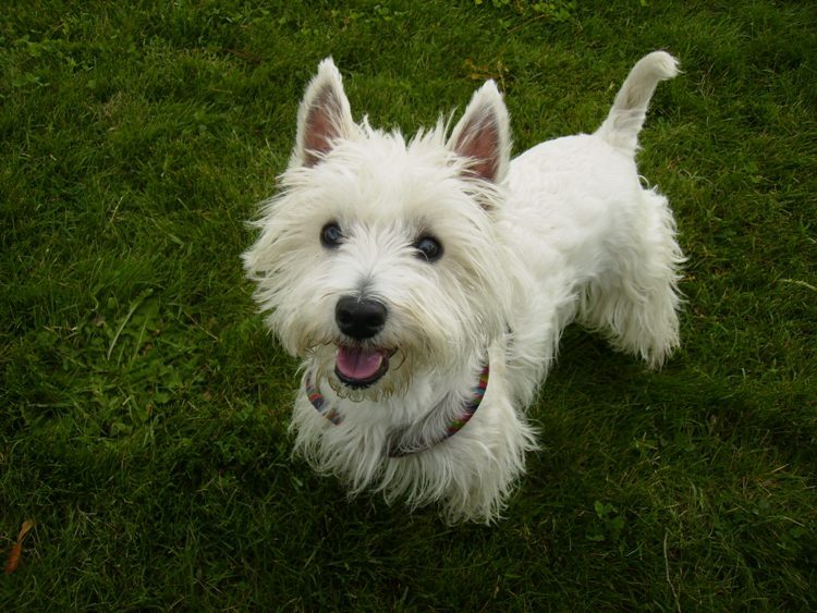 LO SCOTTISH TERRIER, CANE TAGLIA MEDIA: CARATTERISTICHE E QUALITÀ (FOTO)