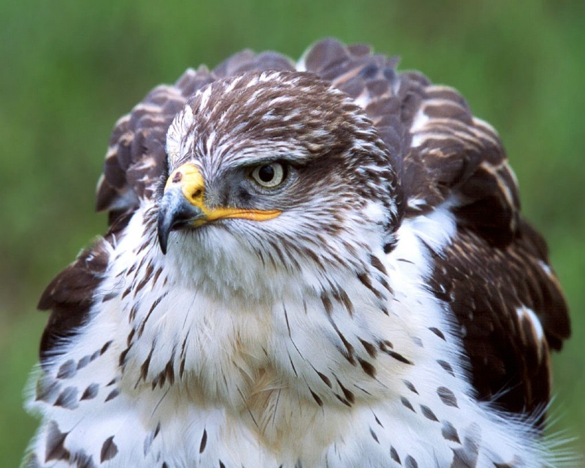 SOGNARE UN AQUILA: COSA SIGNIFICA, CABALA E I NUMERI DA GIOCARE