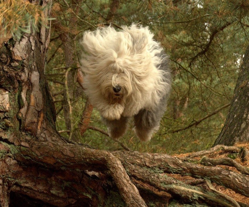 IL BOBTAIL, CANE DI TAGLIA GRANDE: CARATTERISTICHE E QUALITÁ (FOTO)