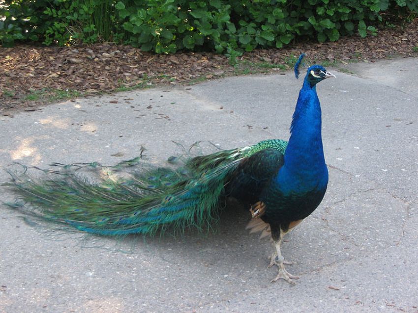 IL PAVONE O PAVONE BLU [ALLEVAMENTO, SCHEDA E FOTO]