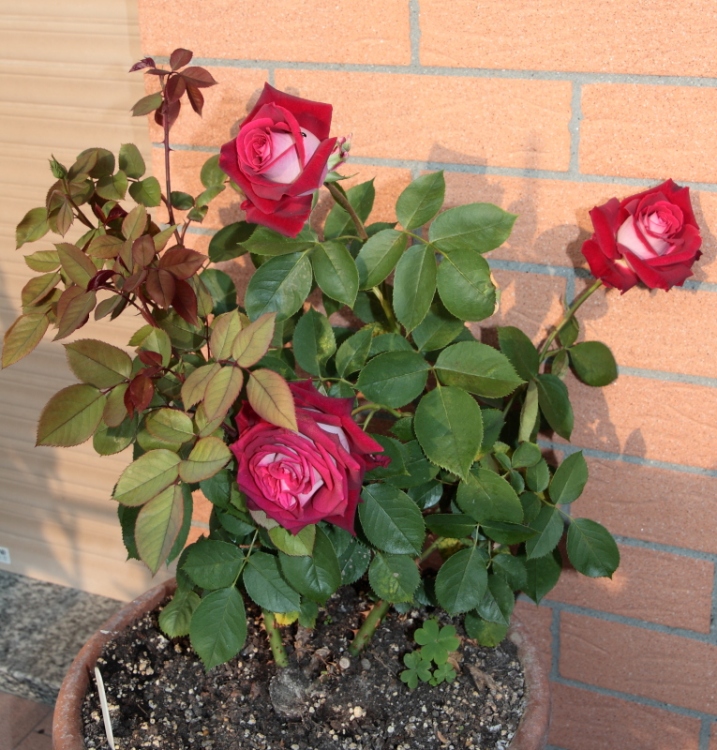 LA ROSA OSIRIA, UNA DELLE PIÙ BELLE DELLA SPECIE