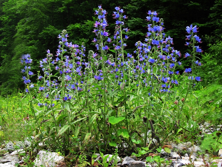 L'ECHIUM VULGARE O VIPERINA AZZURRA - ERBA VIPERINA, PIANTA CURATIVA (FOTO)
