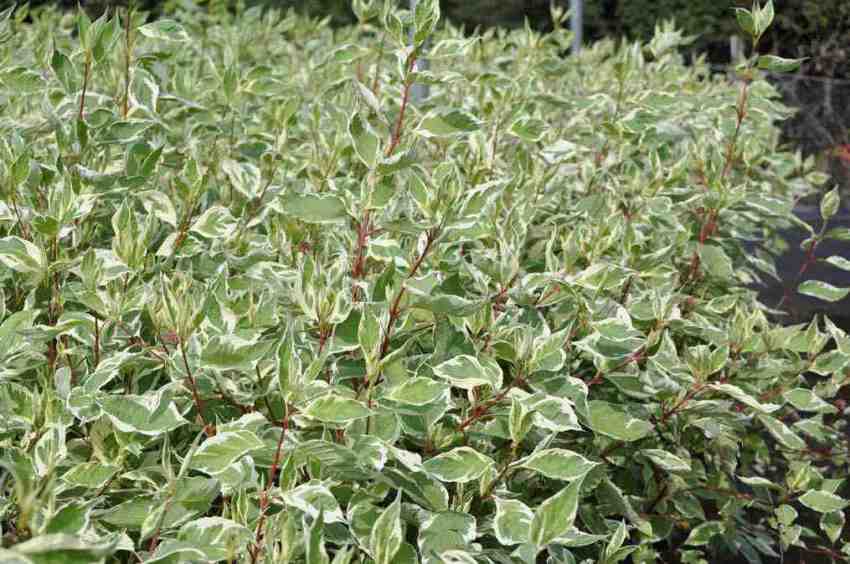 IL CORNIOLO O CORNUS ALBA, ELEGANTE PIANTA DA SIEPI [CONSIGLI UTILI]