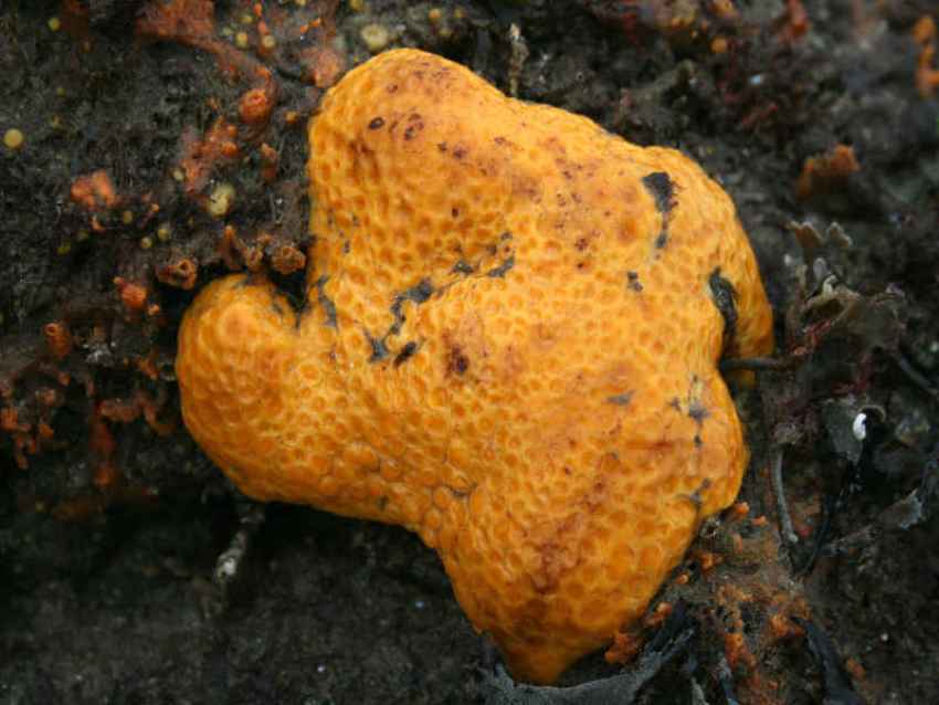 I PORIFERI O SPUGNE DI MARE, FOTO, VIDEO, INFO E CURIOSITÀ