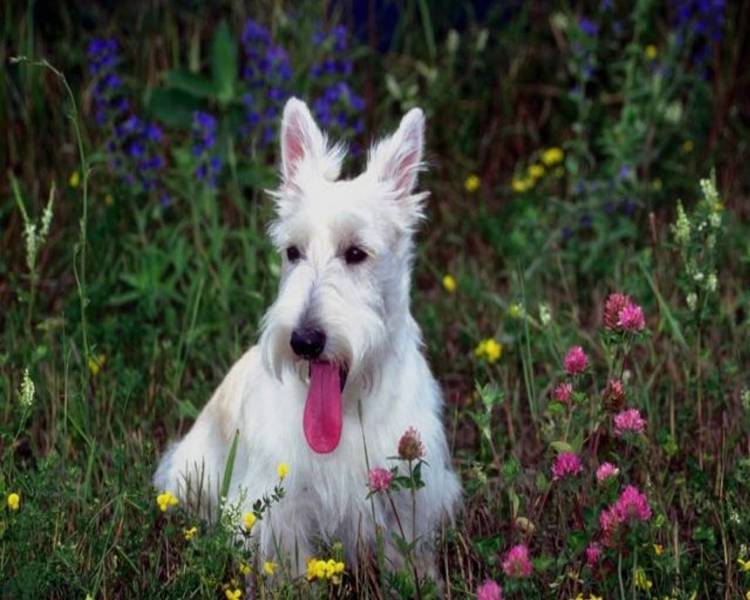 LO SCOTTISH TERRIER, CANE TAGLIA MEDIA: CARATTERISTICHE E QUALITÀ (FOTO)
