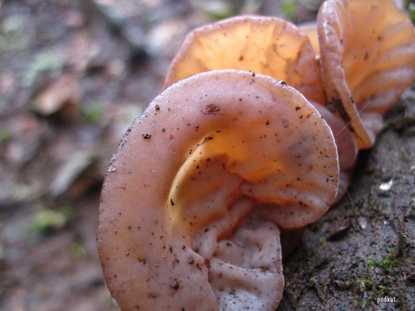 IL FUNGO AURICULARIA-JUDAE, DETTO ORECCHIO DI GIUDA