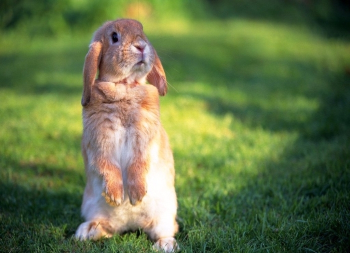 Oryctolagus cuniculus: Il coniglio