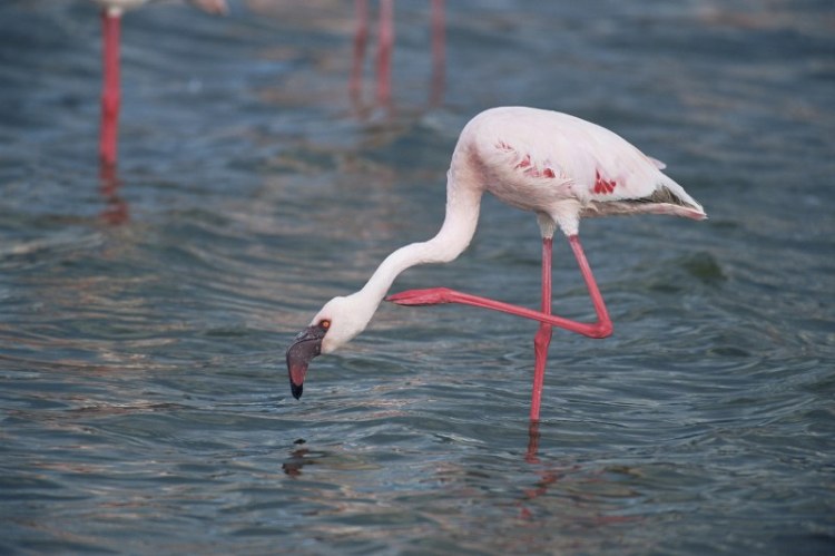 IL FENICOTTERO, PHOENICOPTERUS [CURIOSITÀ, FOTO E VIDEO]