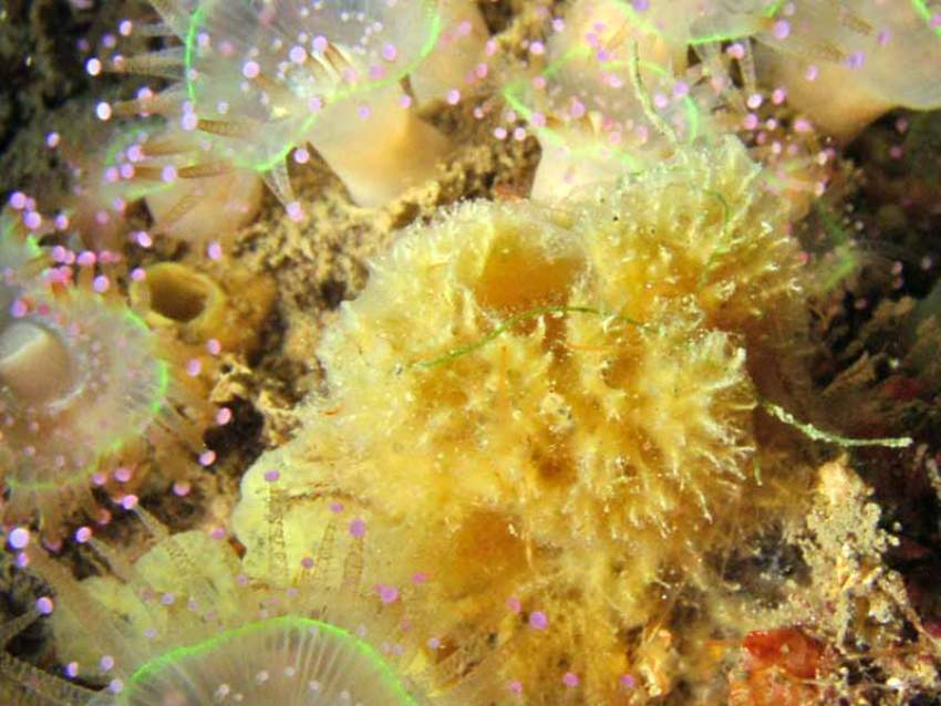 I PORIFERI O SPUGNE DI MARE, FOTO, VIDEO, INFO E CURIOSITÀ
