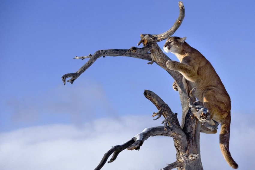 IL PUMA O COGUARO O LEONE DI MONTAGNA [CURIOSITÀ, FOTO E VIDEO]