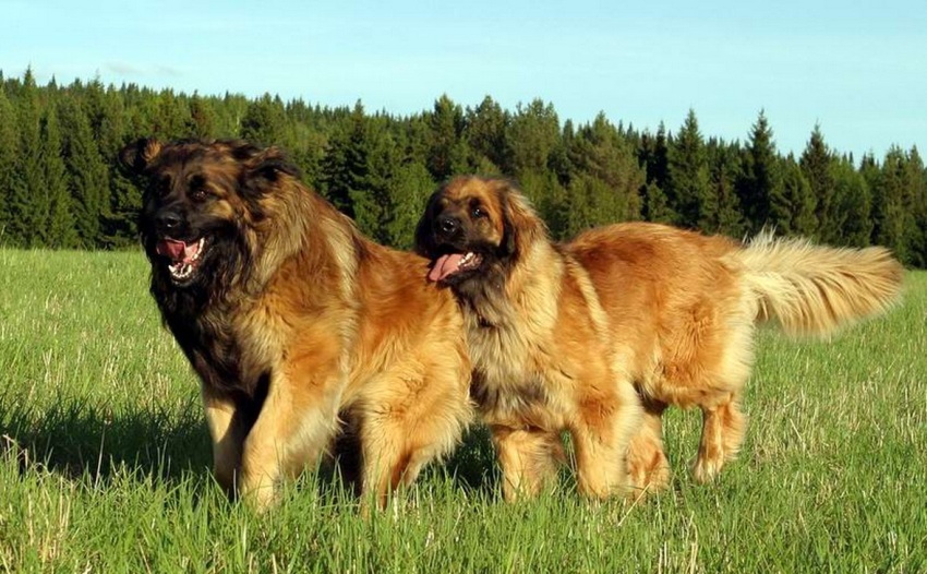 IL LEONBERGER, CANE DI TAGLIA GRANDE: CARATTERISTICHE E QUALITÁ (FOTO)