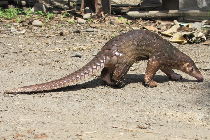 IL PANGOLINO O MANIS, UN MAMMIFERO CON LE SQUAME