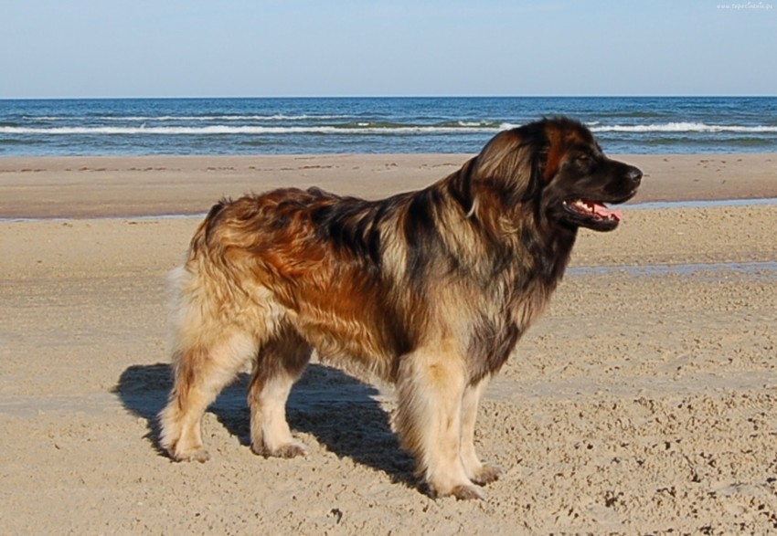 IL LEONBERGER, CANE DI TAGLIA GRANDE: CARATTERISTICHE E QUALITÁ (FOTO)