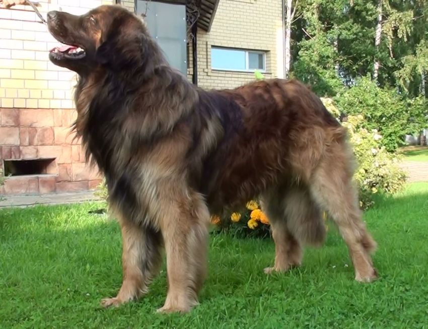 IL LEONBERGER, CANE DI TAGLIA GRANDE: CARATTERISTICHE E QUALITÁ (FOTO)
