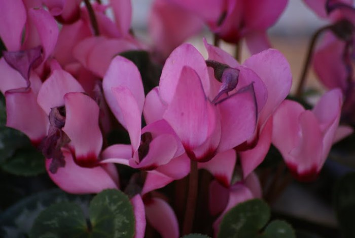 IL CICLAMINO - CYCLAMEN