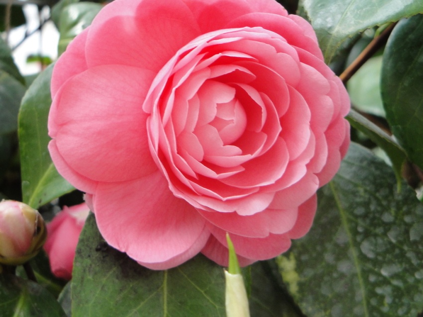 LA CAMELIA, IL FIORE DEGLI INNAMORATI [SIGNIFICATO]