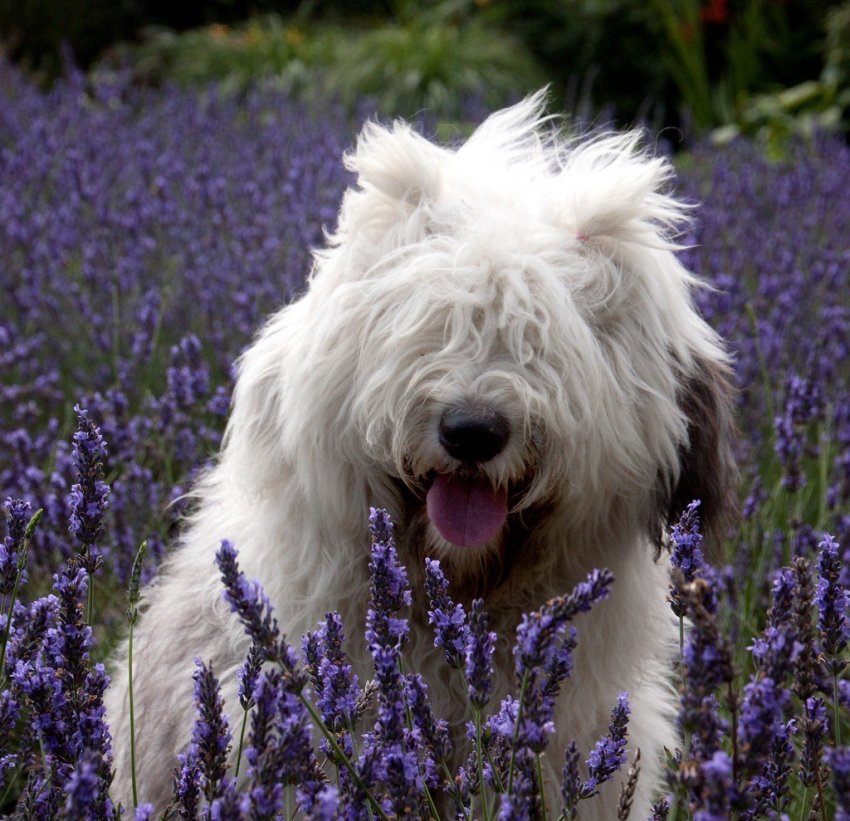 IL BOBTAIL, CANE DI TAGLIA GRANDE: CARATTERISTICHE E QUALITÁ (FOTO)