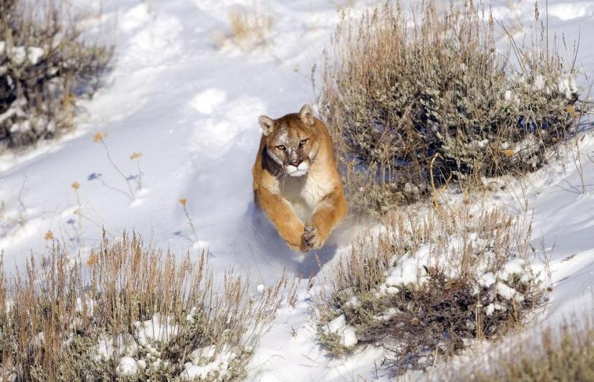IL PUMA O COGUARO O LEONE DI MONTAGNA [CURIOSITÀ, FOTO E VIDEO]