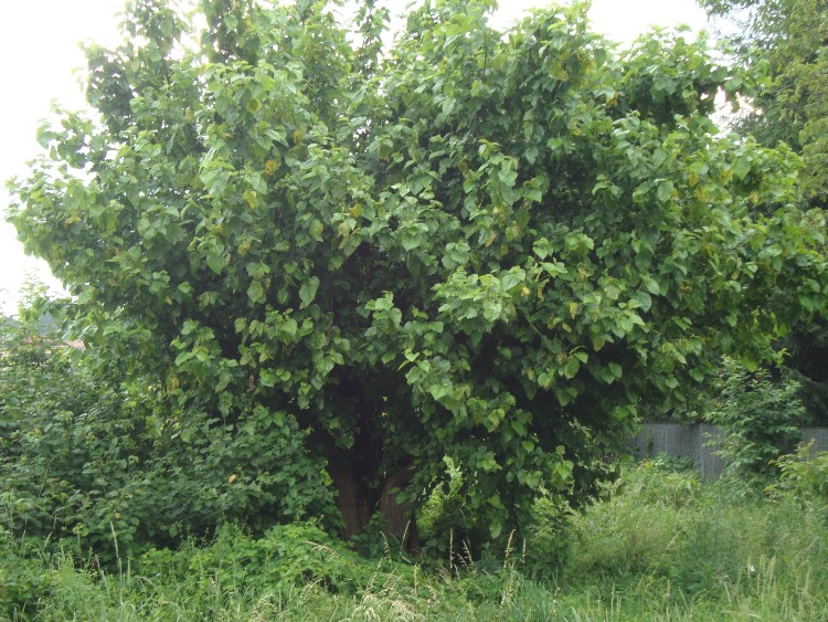 IL GELSO, COLTIVAZIONE E CURA