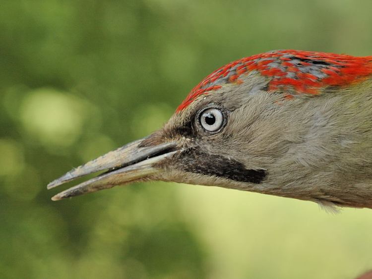 IL PICCHIO [CURIOSITÀ, FOTO E VIDEO]