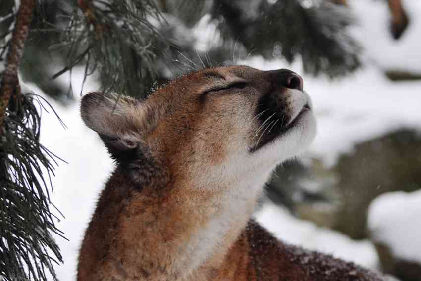 IL PUMA O COGUARO O LEONE DI MONTAGNA [CURIOSITÀ, FOTO E VIDEO]